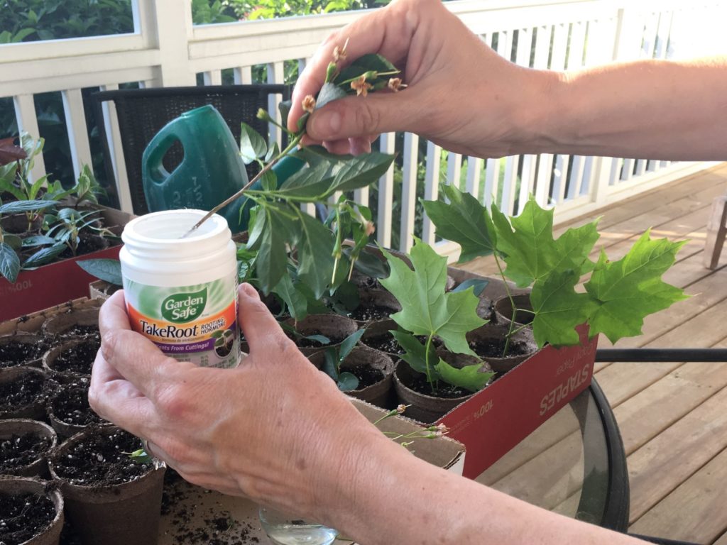 How to reroot a plant: Gardening made easy! - Convos with Karen