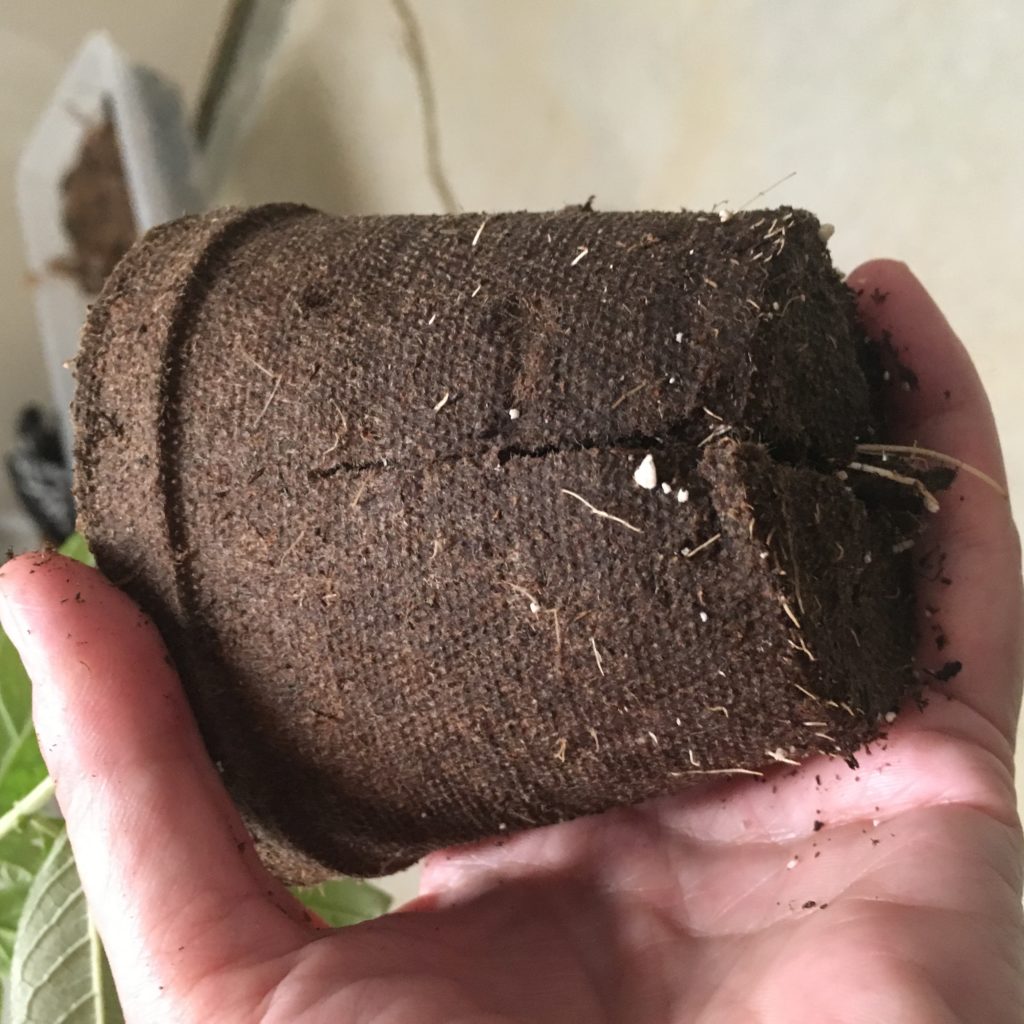 How to reroot a plant: Gardening made easy! - Convos with Karen